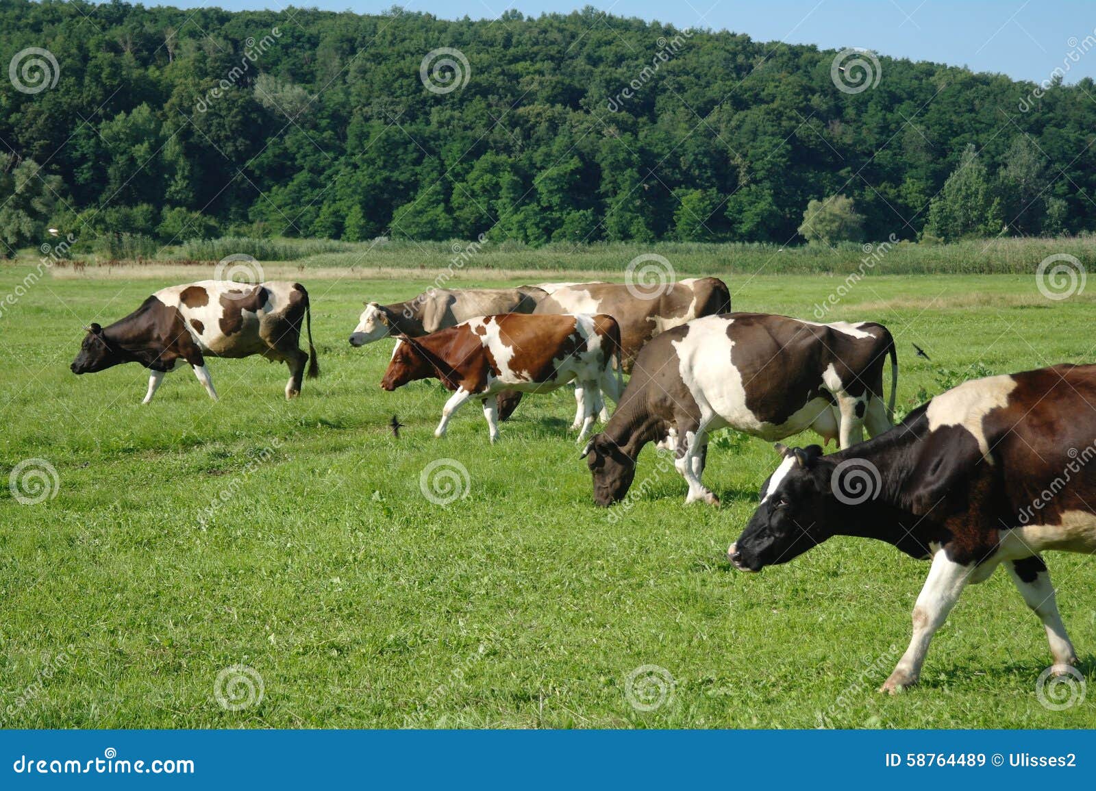 Cows in a field. stock image. Image of animal, countryside - 58764489