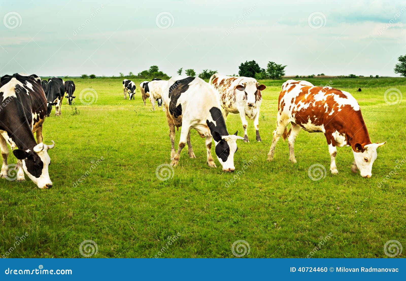 Cows in the field stock photo. Image of background, grazing - 40724460