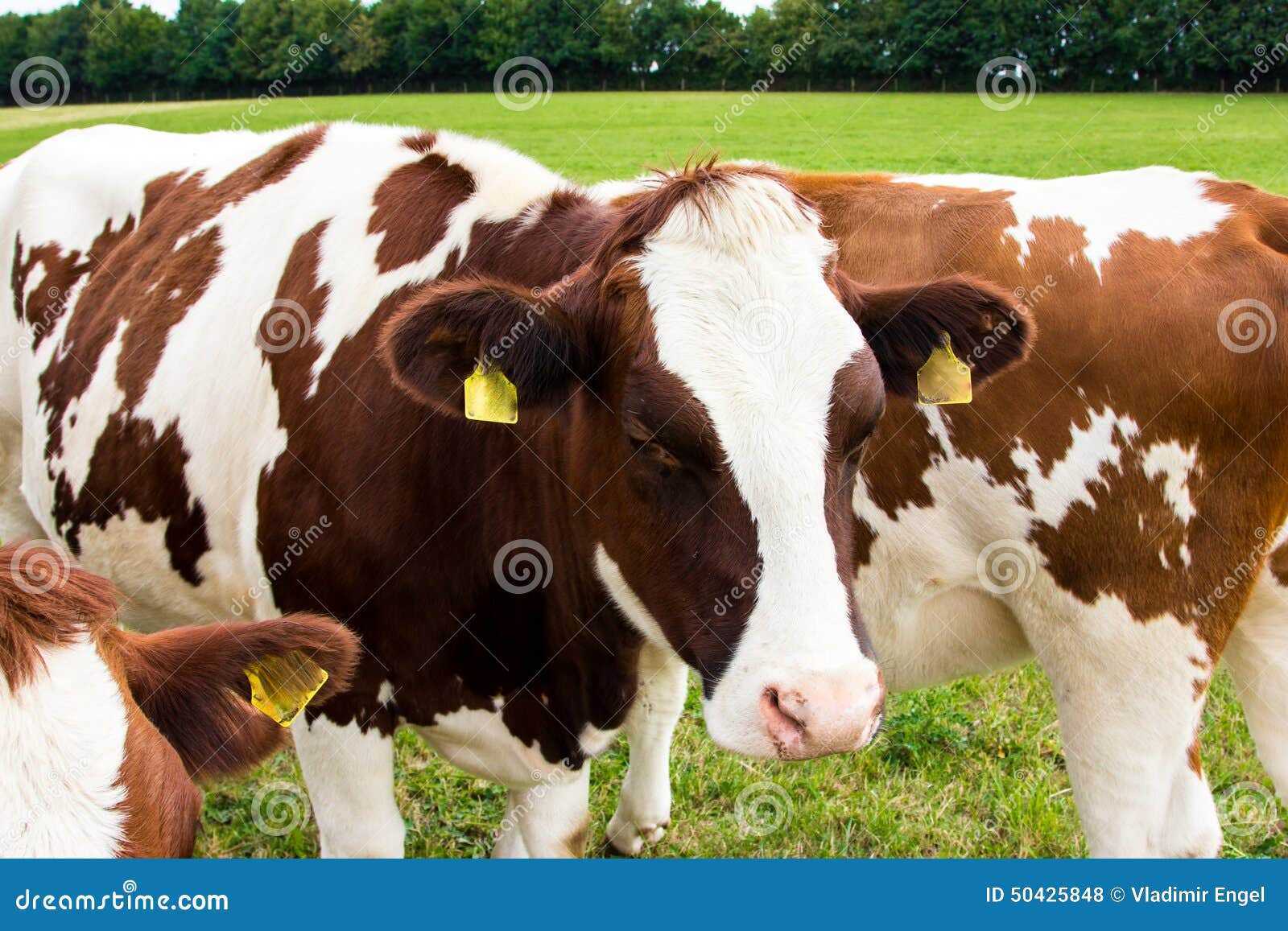 Cows on the Field, Grazing, Milk, Dairy Products Stock Photo - Image of ...