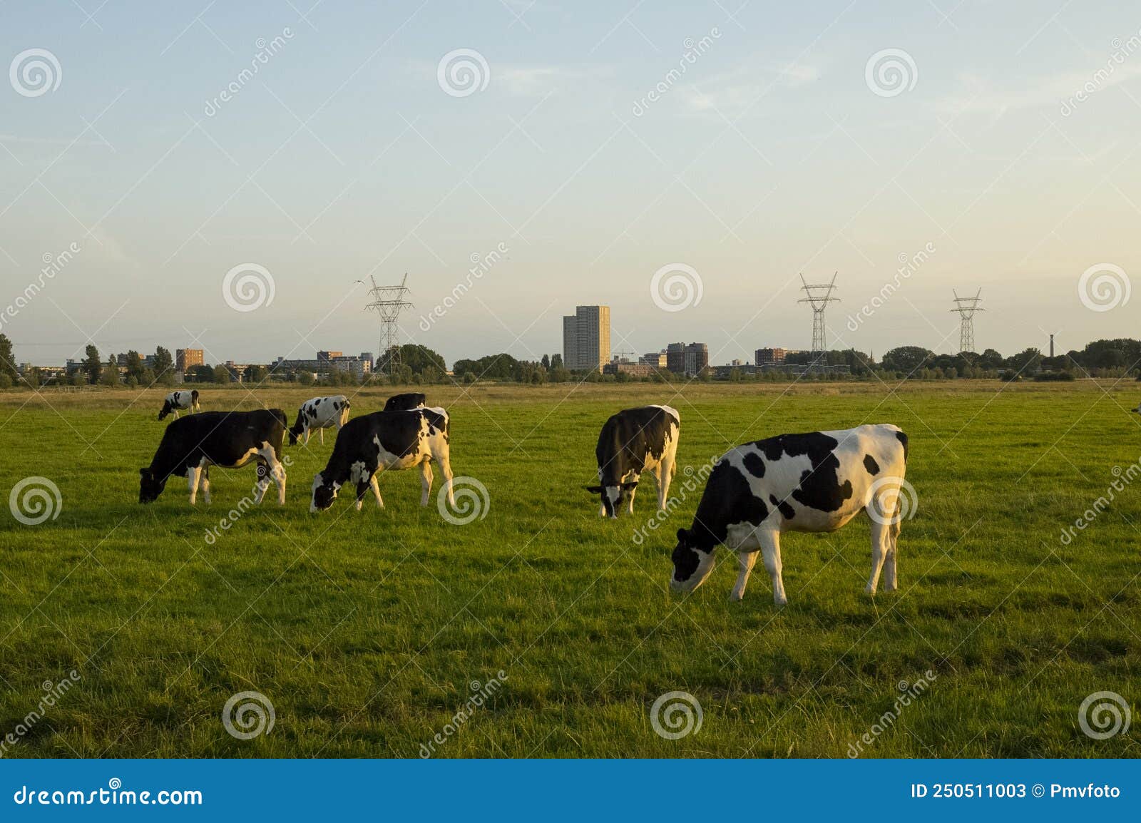 06-29-2022 Cows In The Field Grazing At Sundown With A City In The ...