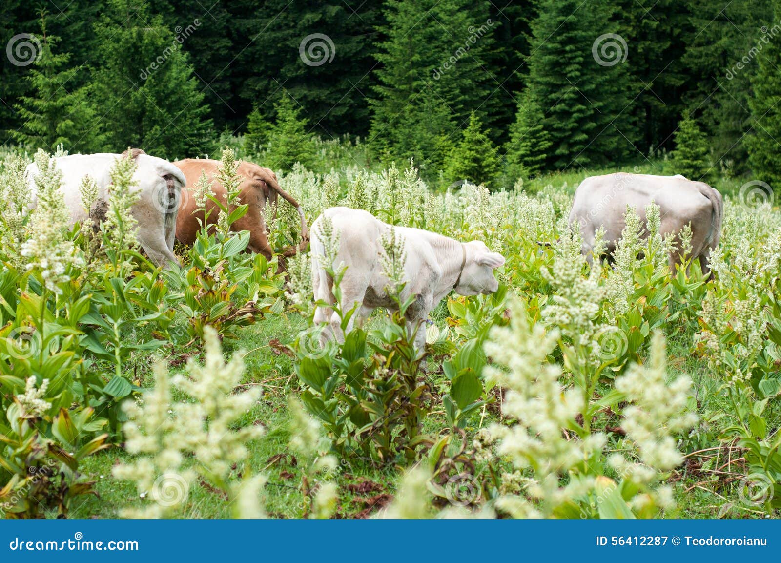 Cows on the field stock image. Image of grazing, calf - 56412287