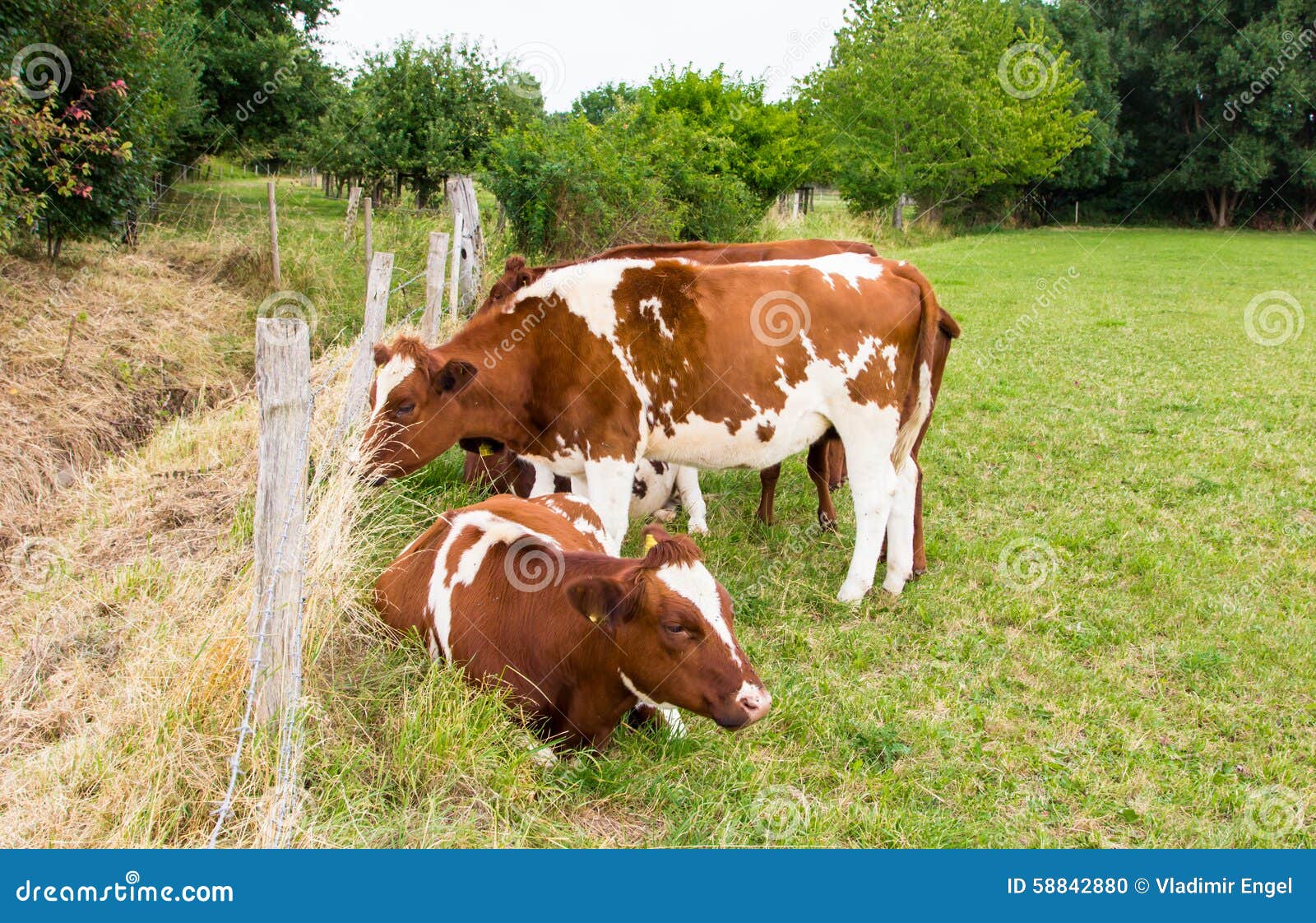 Cows in the Field in Green Meadow Farm Village Stock Photo - Image of ...