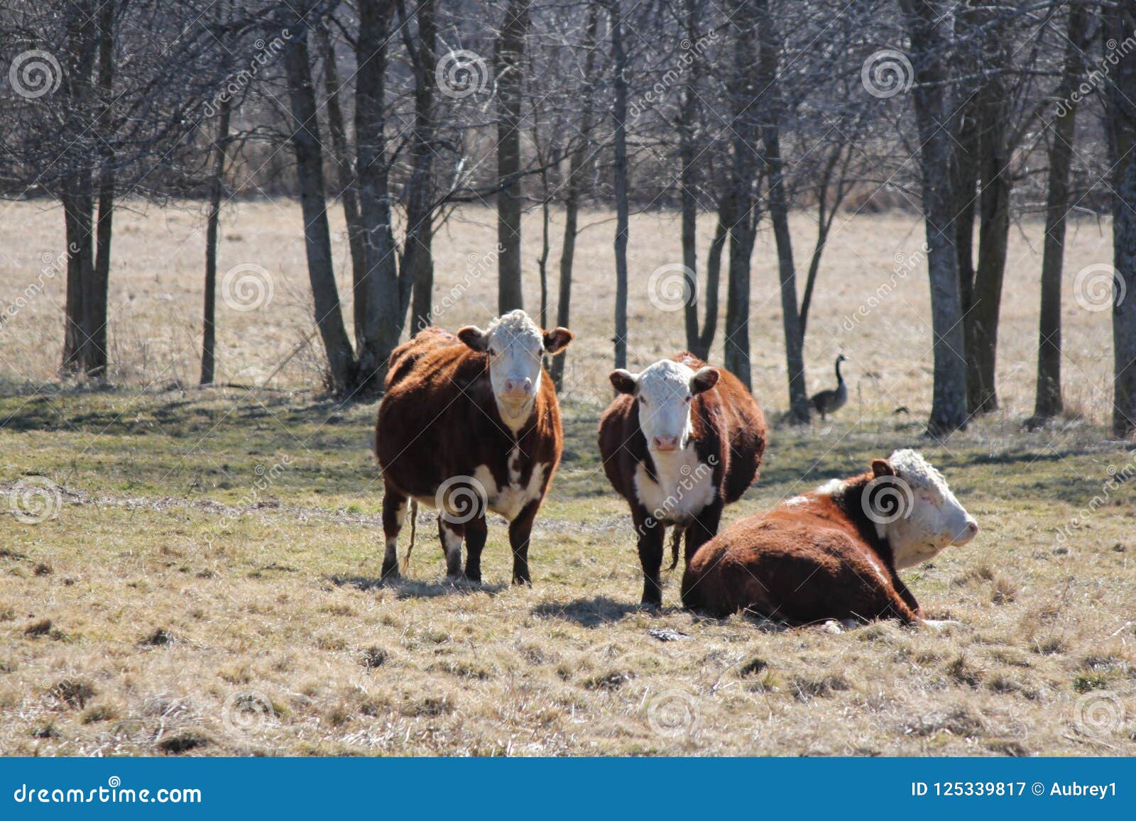 Cows in Field Herefords stock image. Image of farming - 125339817