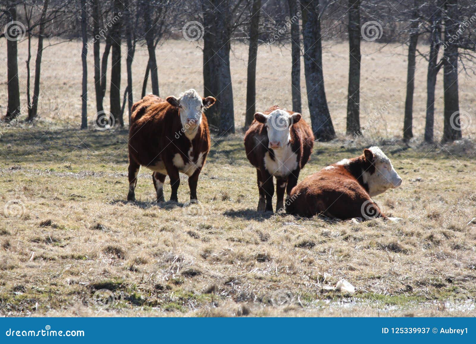 Cows in Field Herefords stock image. Image of field - 125339937