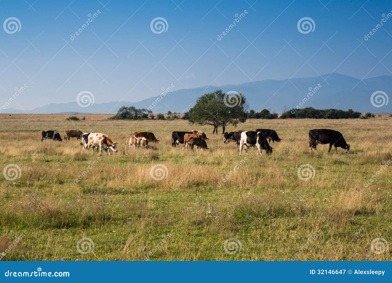 Cows in the field stock image. Image of rural, field - 32146647