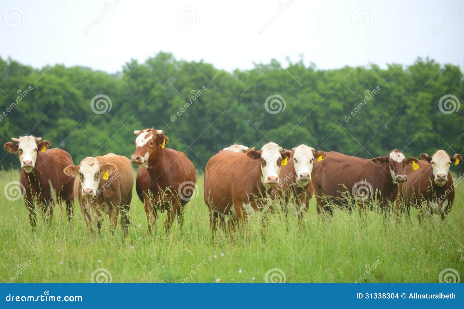 Cows in a field lined up stock photo. Image of herd, cattle - 31338304