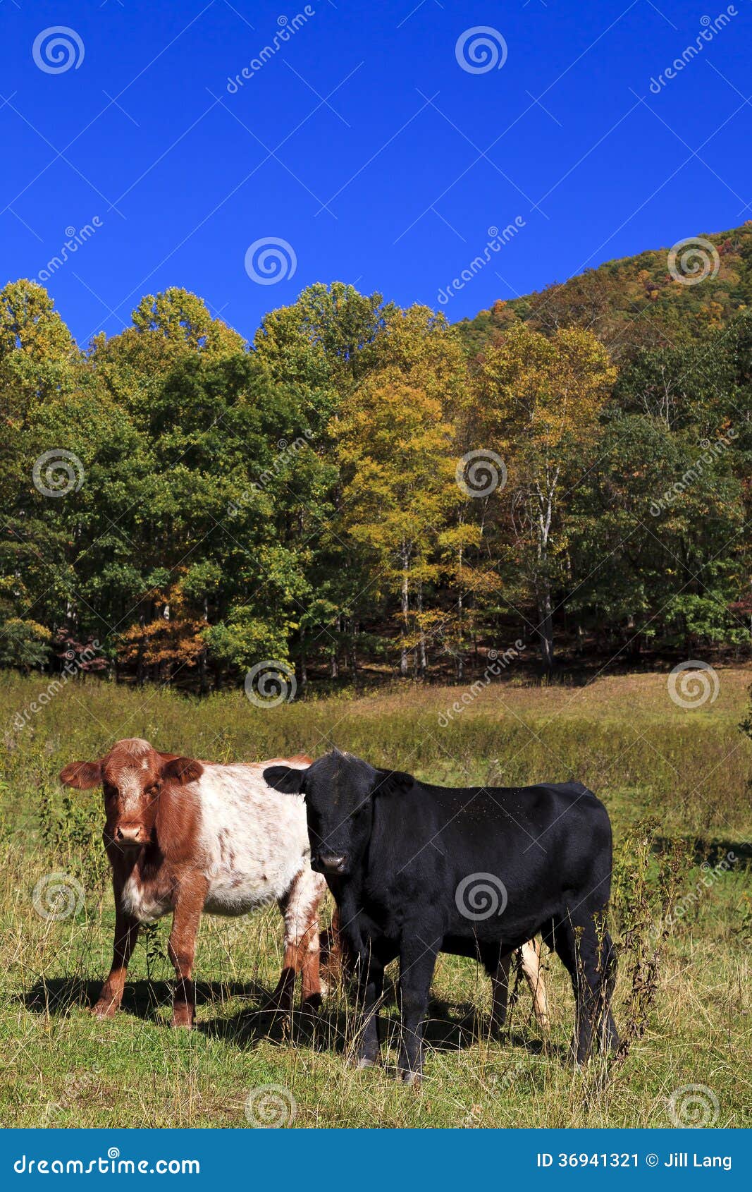 Cows in a Field stock image. Image of landscapes, grass - 36941321