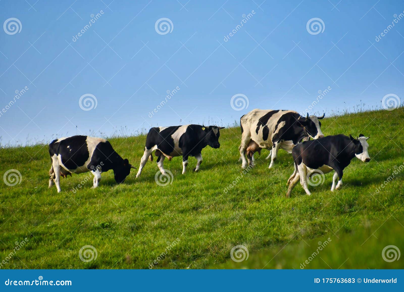 Cows in a Field, Photo As a Background Stock Image - Image of cattle ...