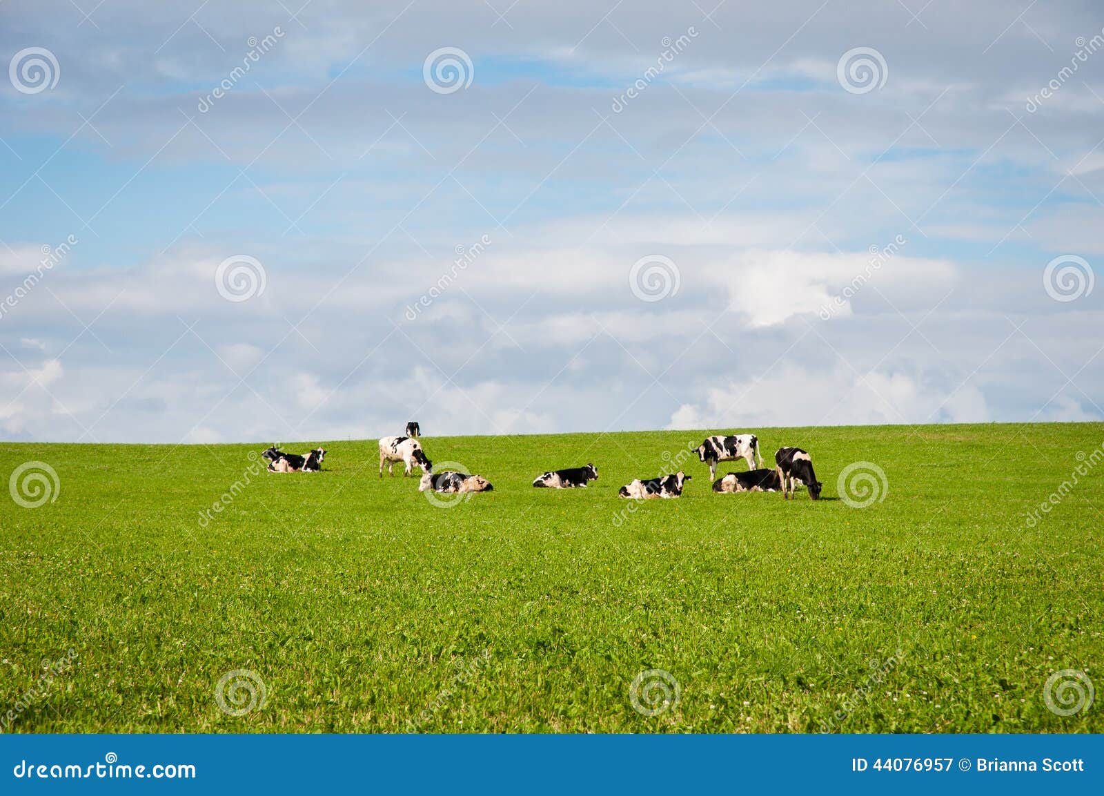 Cows in Field stock image. Image of edward, prince, black - 44076957