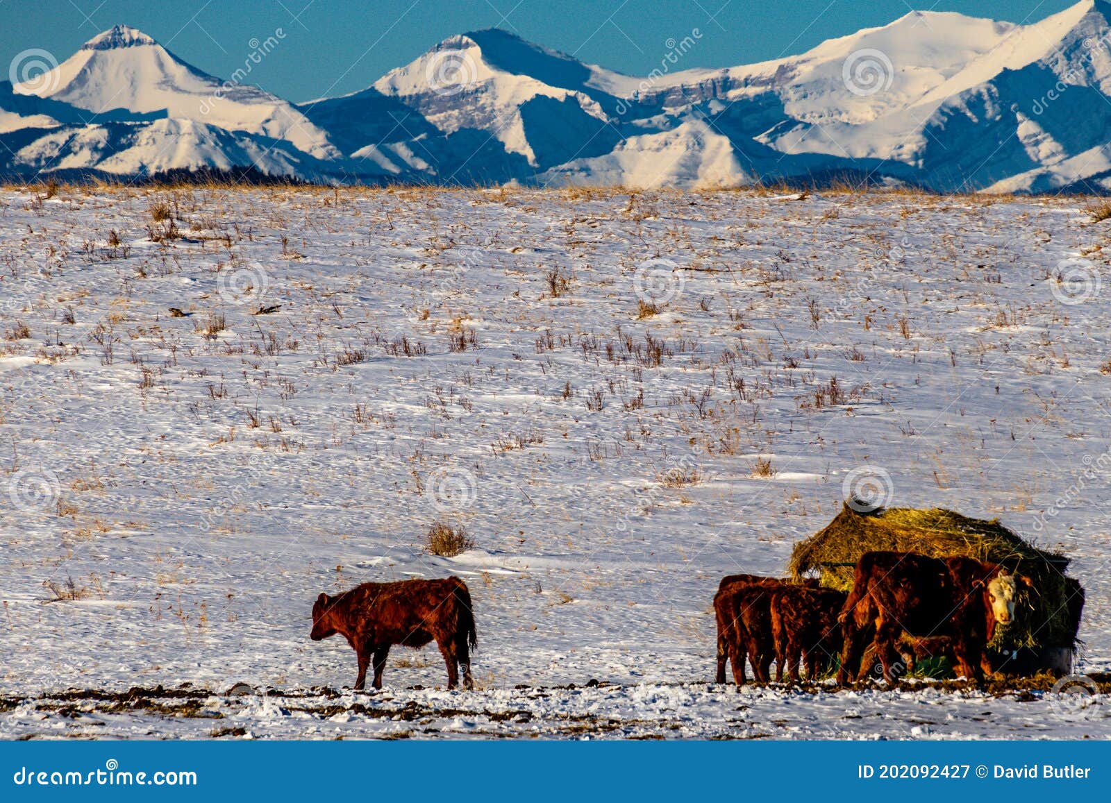 Cows in a Field. Springbank,Alberta,Canada Stock Image - Image of ...