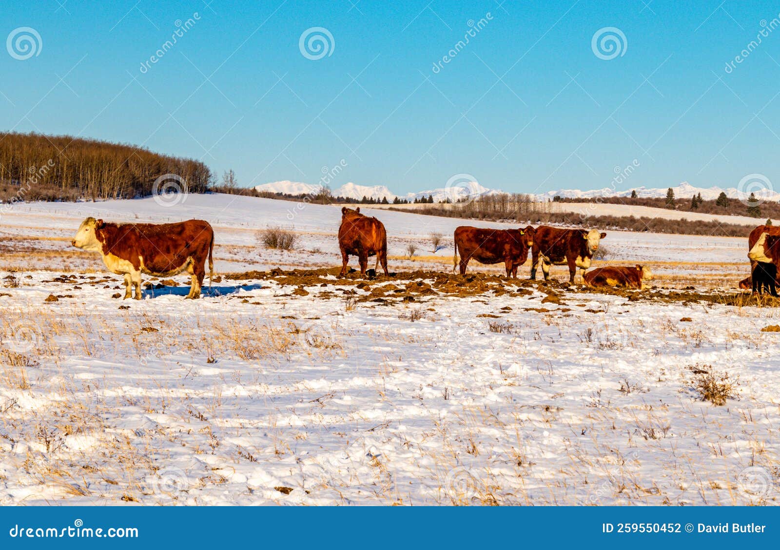 Cows in a Field. Springbank, Alberta, Canada Stock Photo - Image of ...