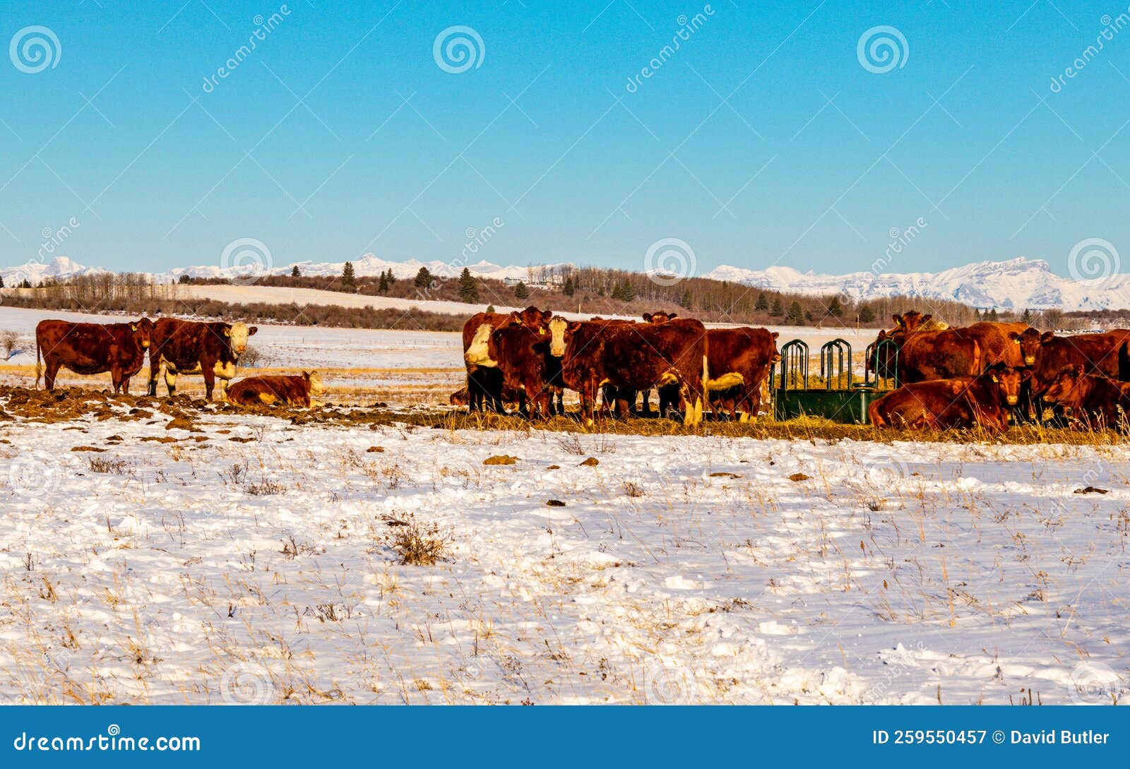 Cows in a Field. Springbank, Alberta, Canada Stock Image - Image of ...