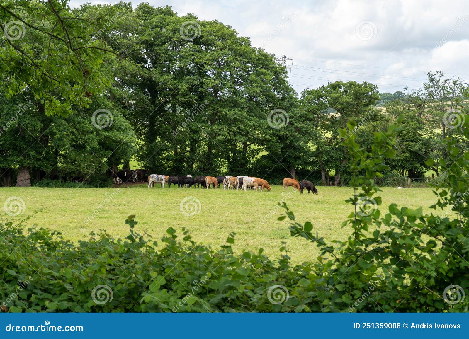 Summer day Cows field stock photo. Image of cows, dairy - 251359008