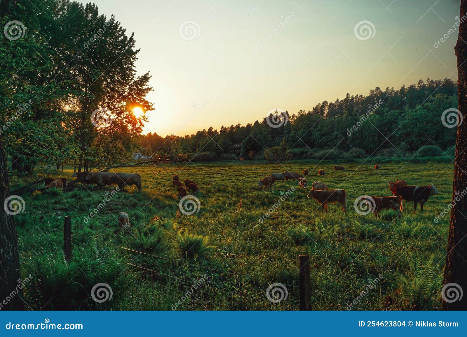 Cows on Field during Sunset Stock Photo - Image of morning, green ...