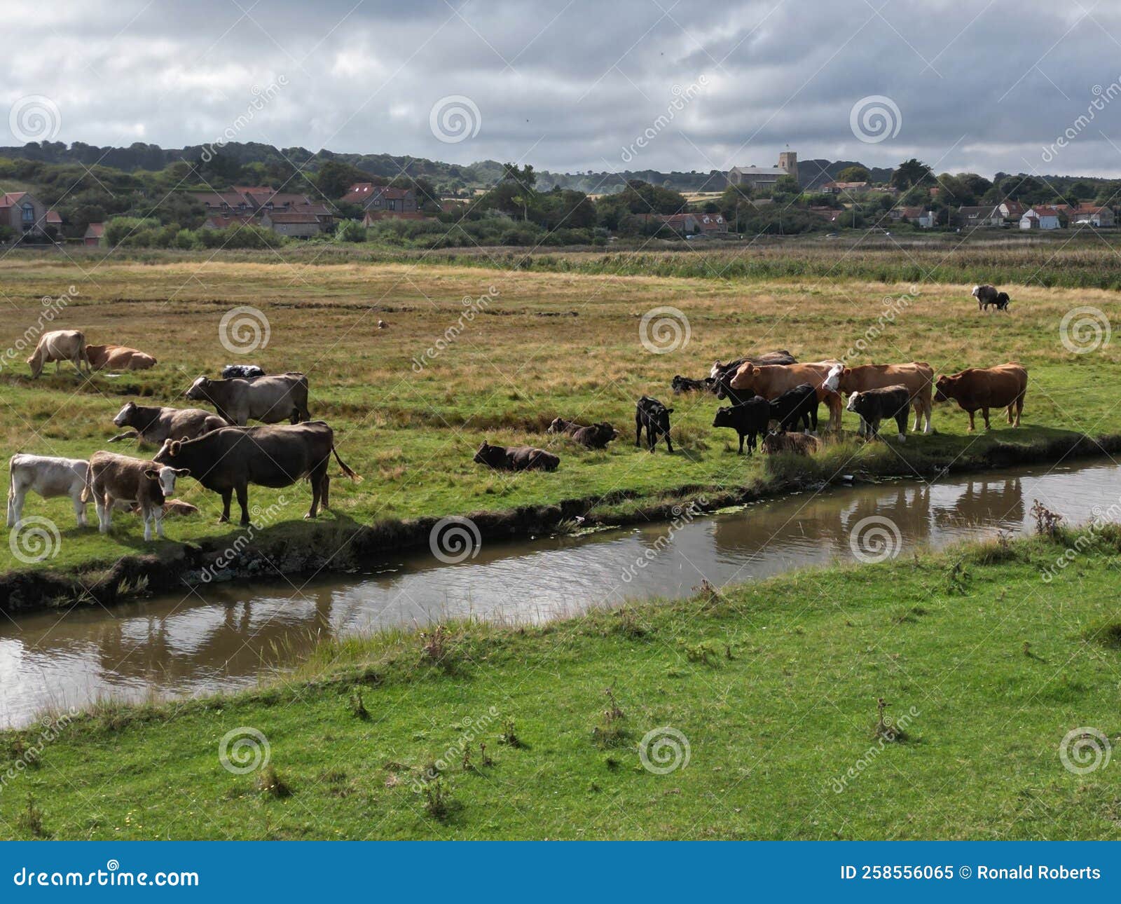 Cows on Fields among Norfolk Marshes Stock Image - Image of landmark ...