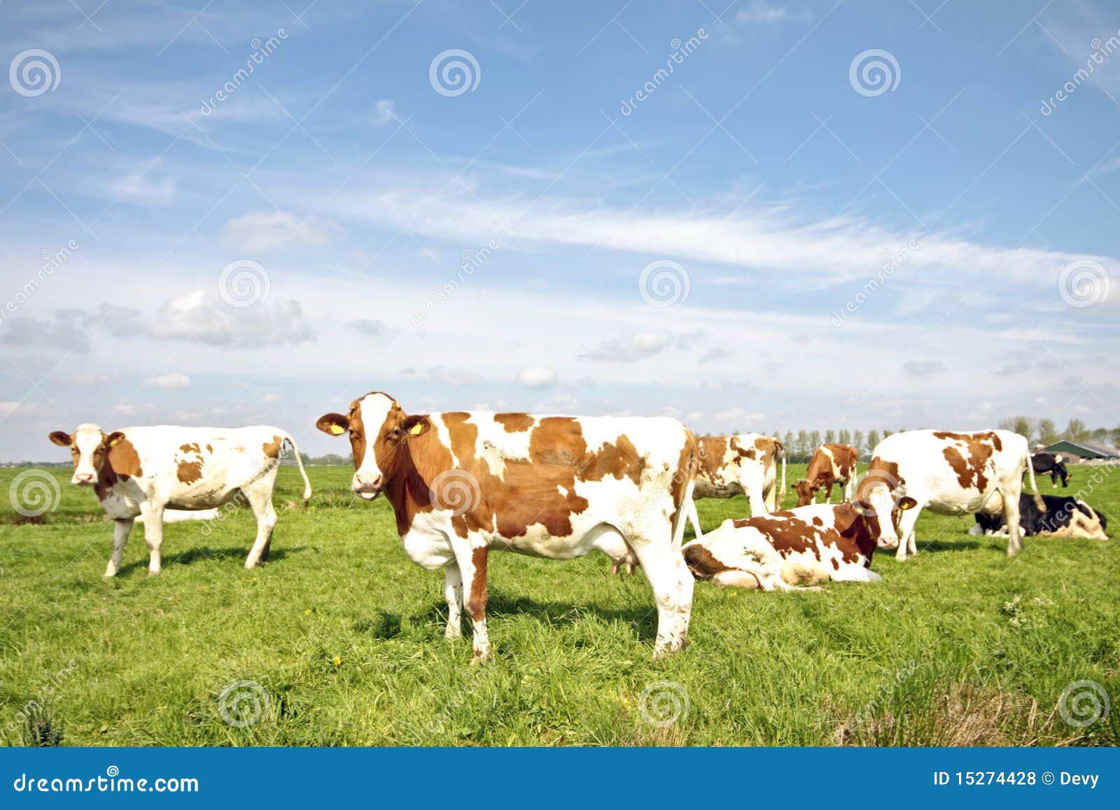Cows in the Fields in Springtime Stock Photo - Image of agriculture ...