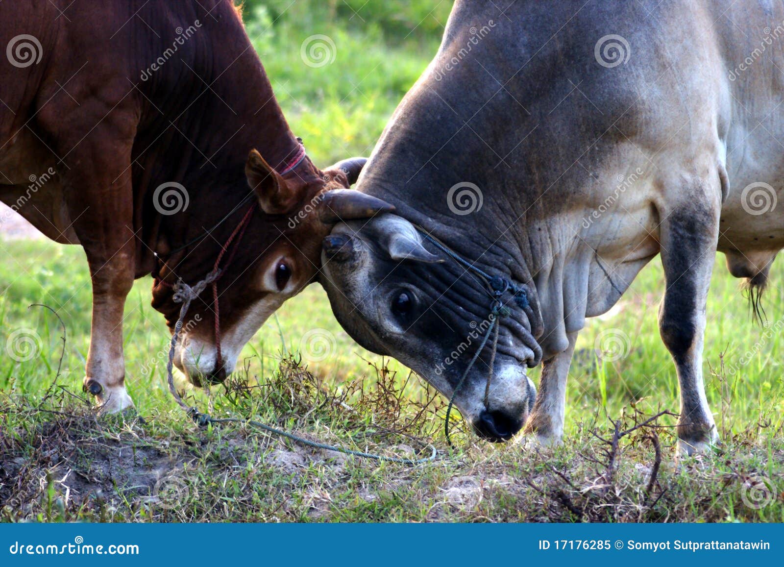 Cows fight stock image. Image of animal, cows, farm, enimy - 17176285