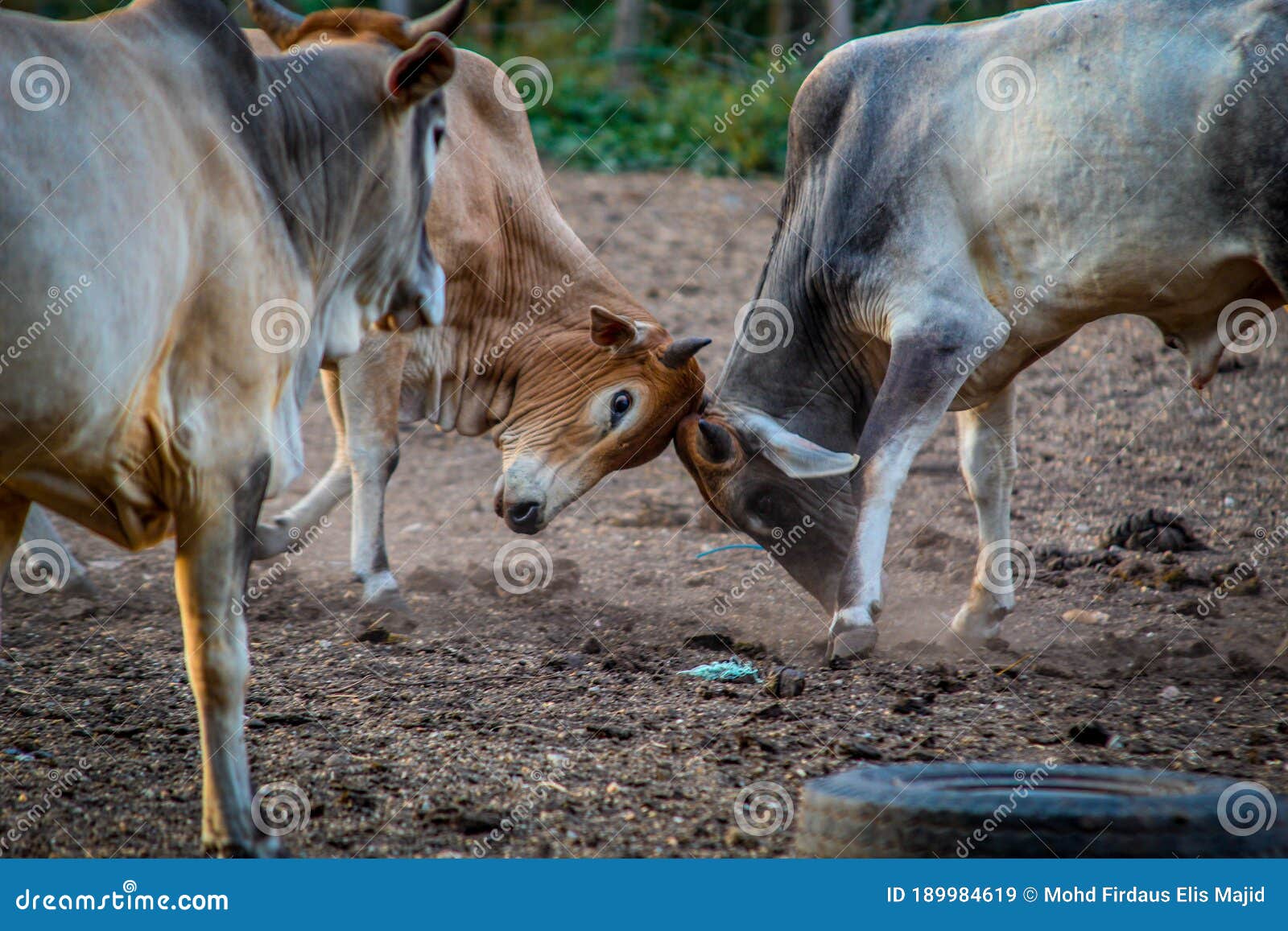A cows fight stock image. Image of farm, combat, anger - 189984619
