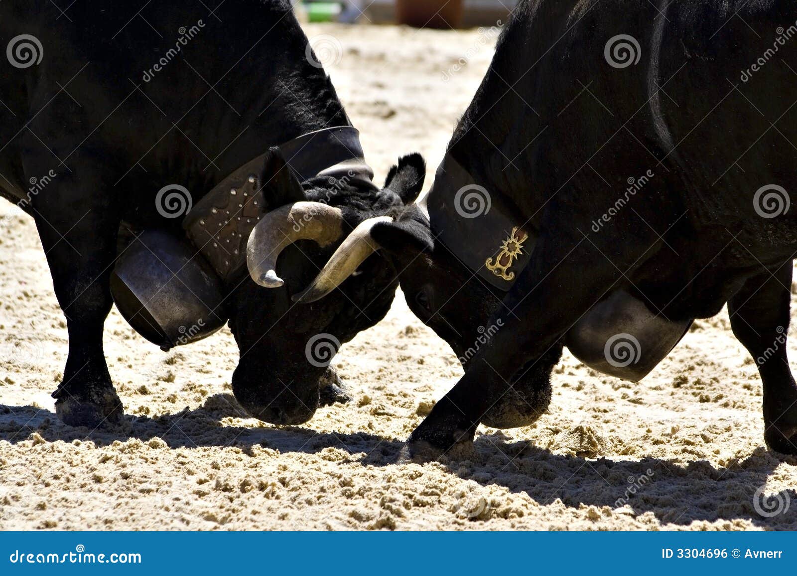 Cows fight stock photo. Image of culture, attack, oriental - 3304696