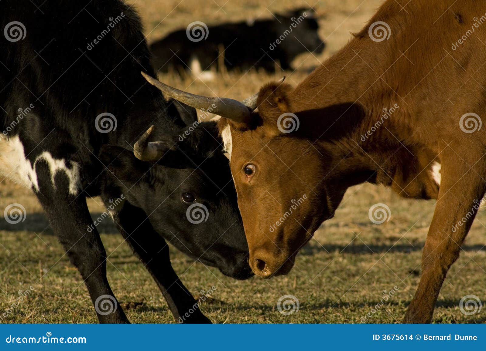 Cows fighting stock photo. Image of livestock, animals - 3675614
