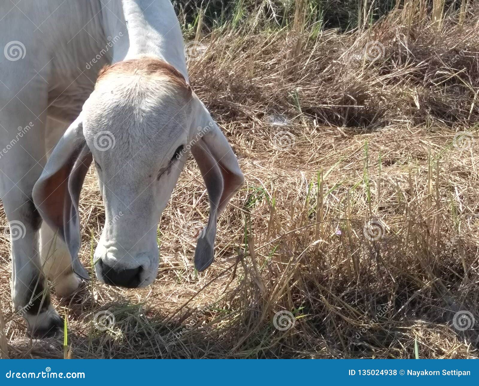 Cows Finding Feed in the Fields Stock Photo - Image of watching ...