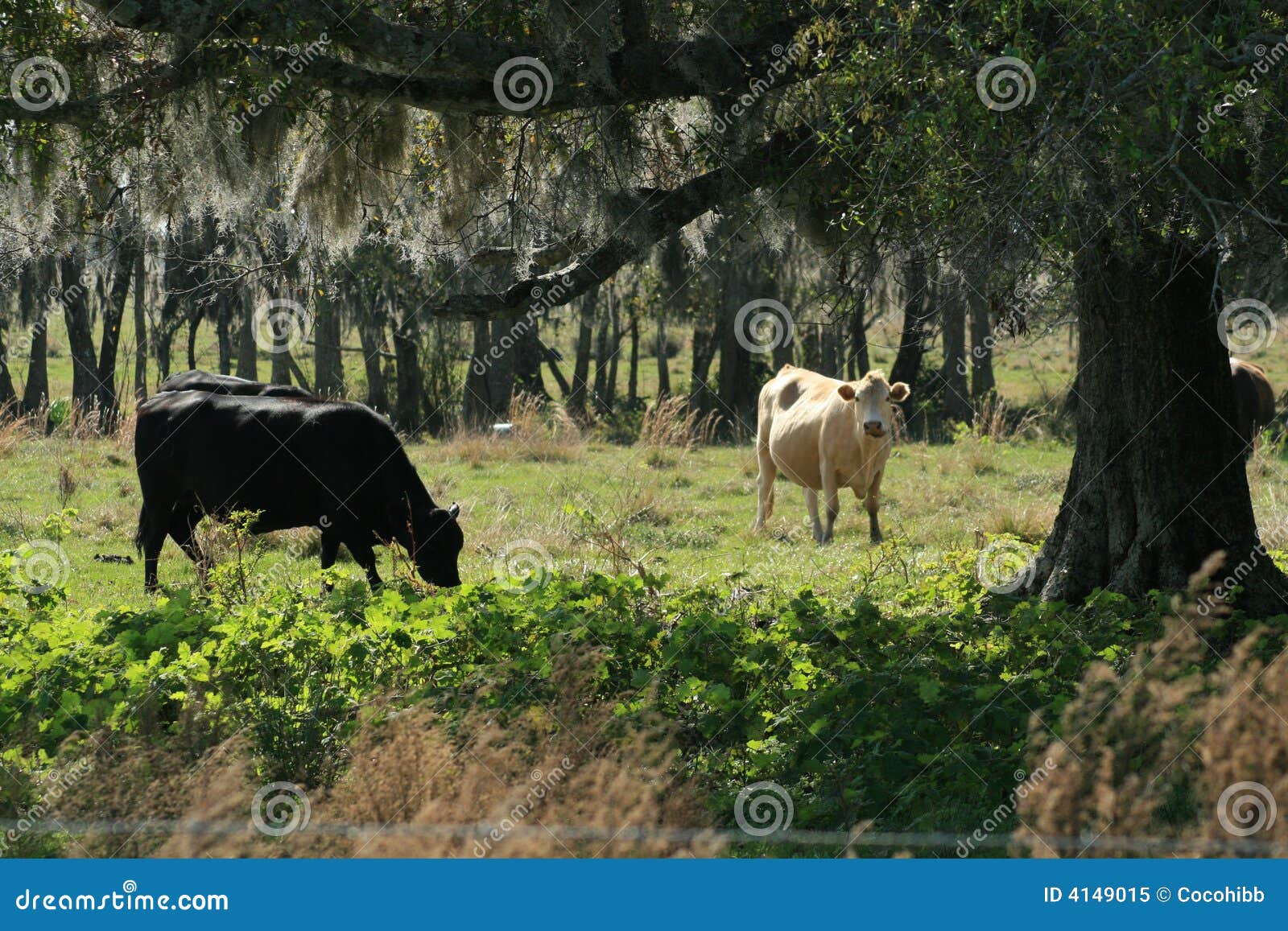 Cows In FL Pasture Royalty Free Stock Photo - Image: 4149015