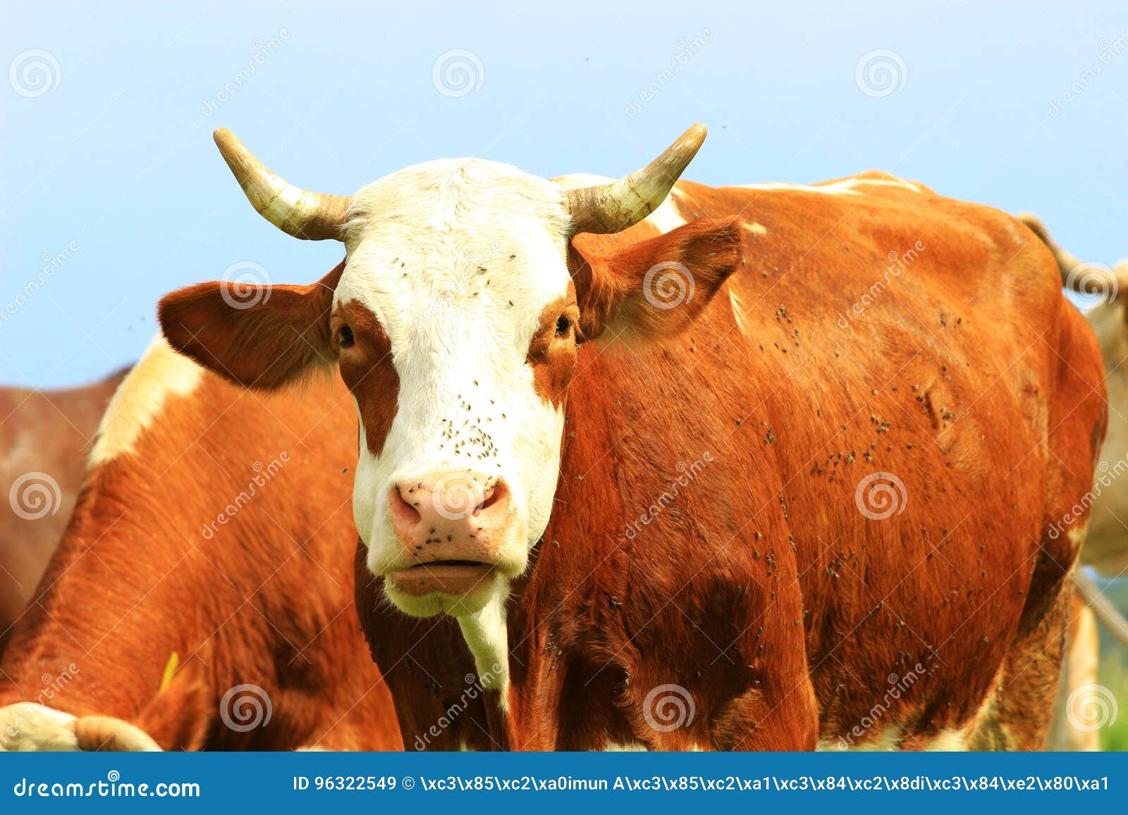 Cow with flies stock image. Image of farming, croatia - 96322549