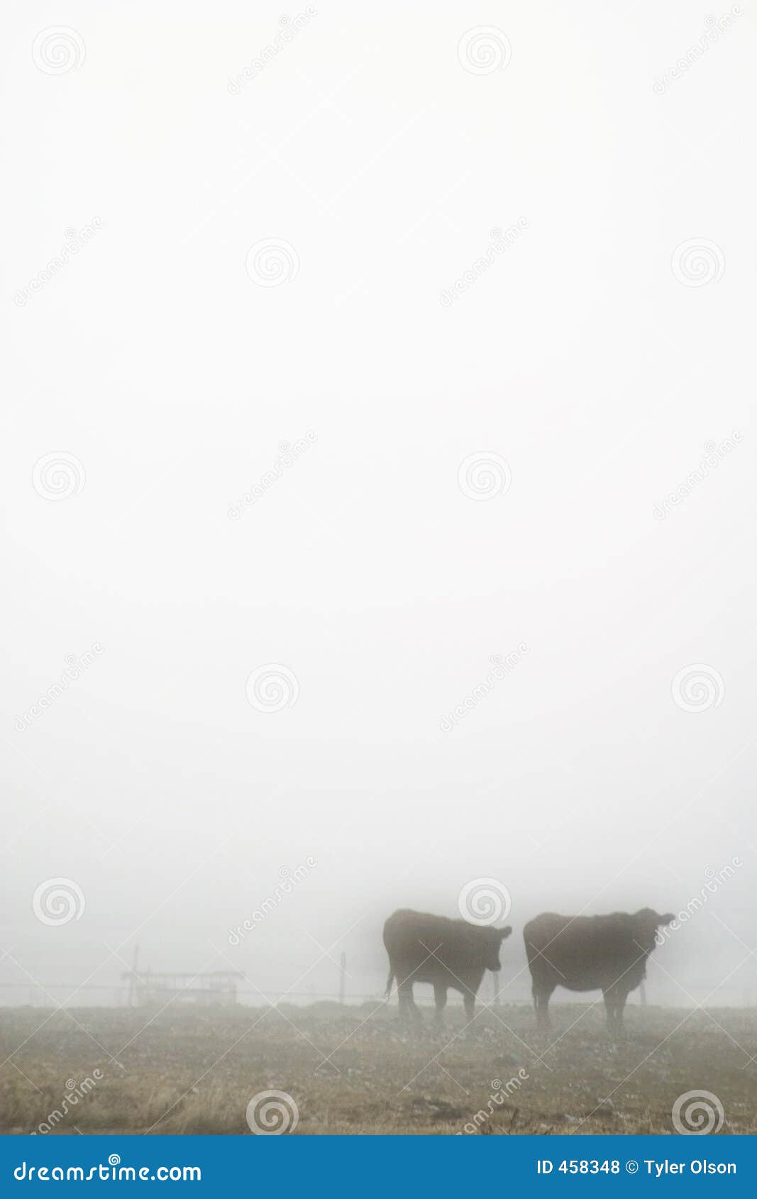 Cows in Fog stock photo. Image of isolation, prairie, peace - 458348