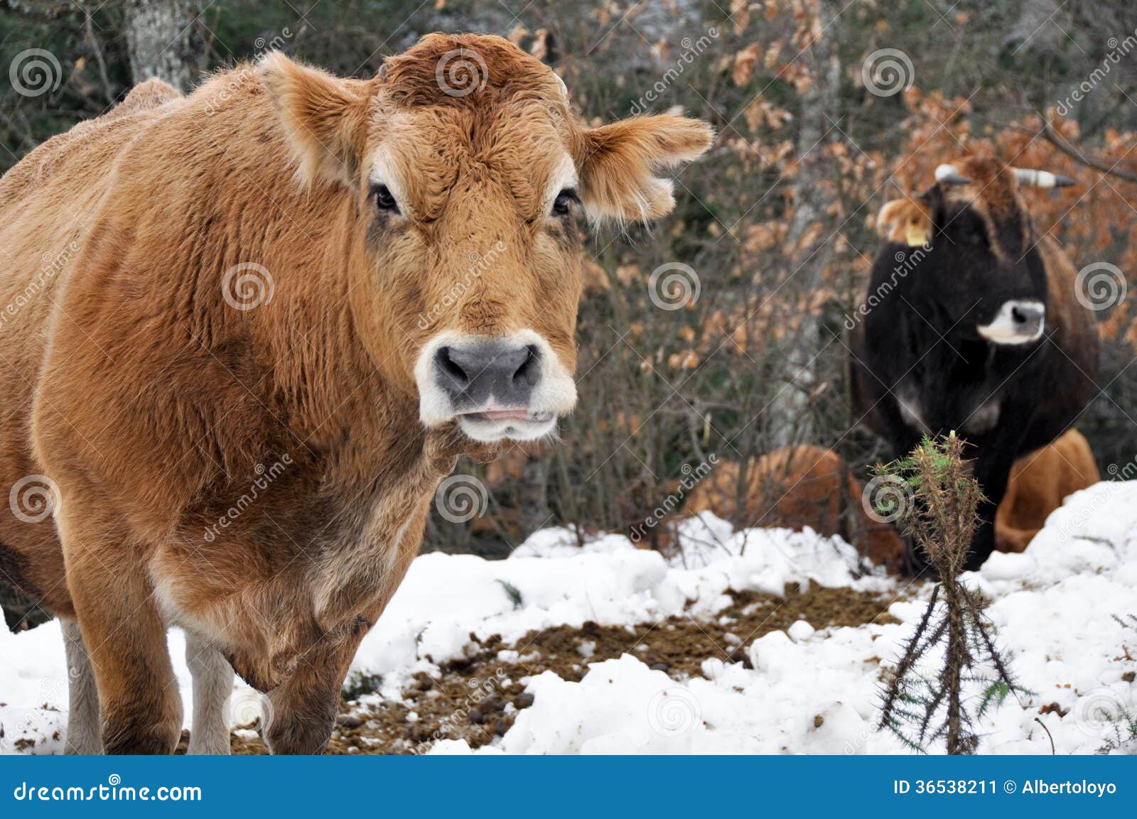 Cows in a Forest, Basque Country, Spain Stock Image - Image of ...