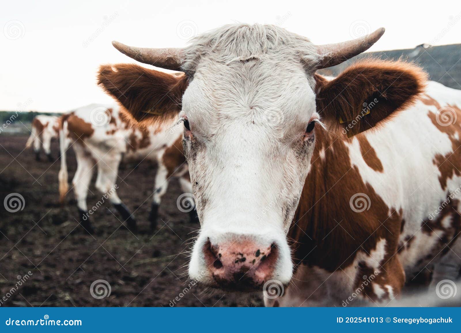 Cows on the Form. Milk, Meat Production. Household Animals Stock Image ...