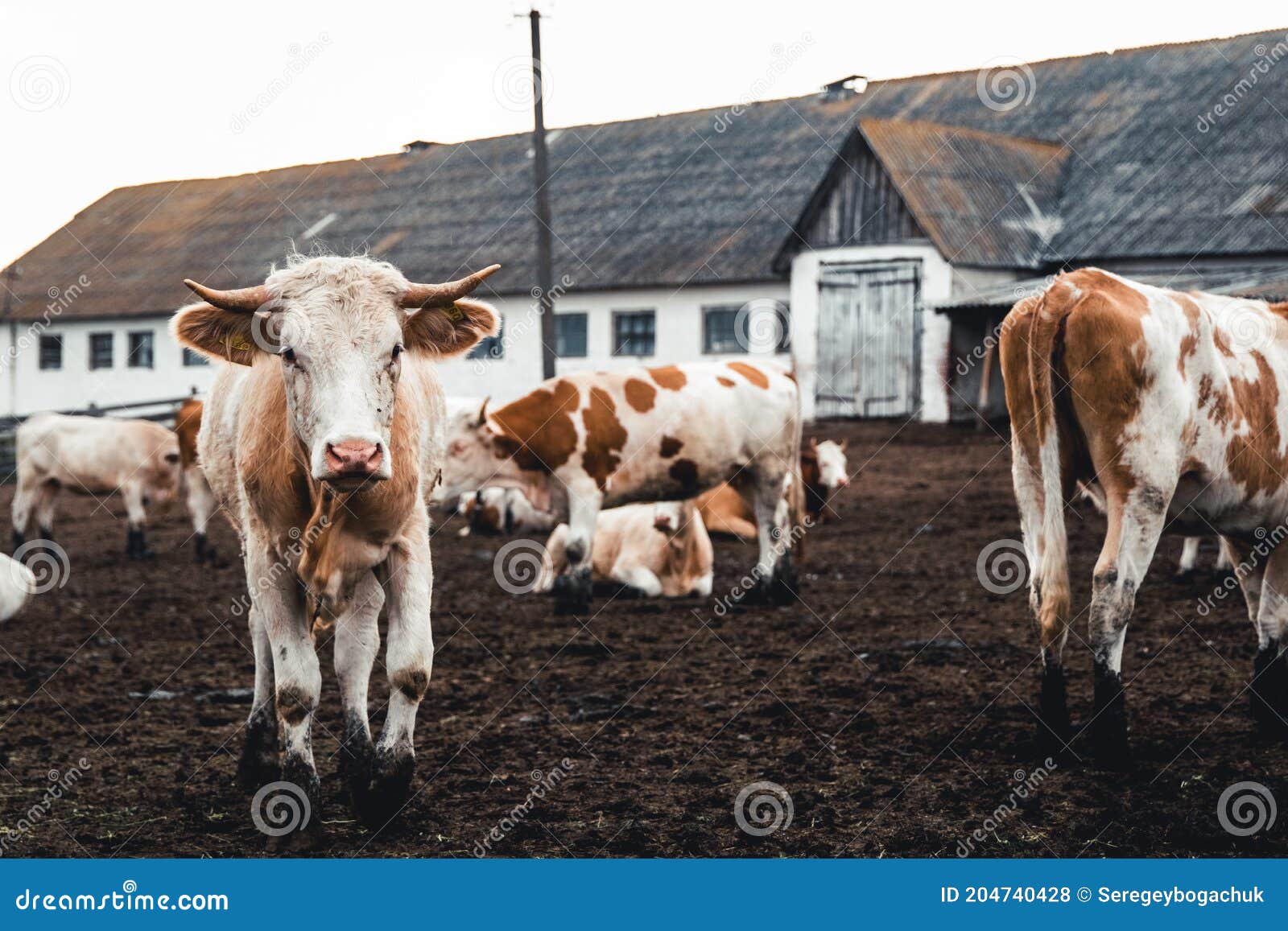 Cows on the Form. Milk, Meat Production. Household Animals Stock Photo ...
