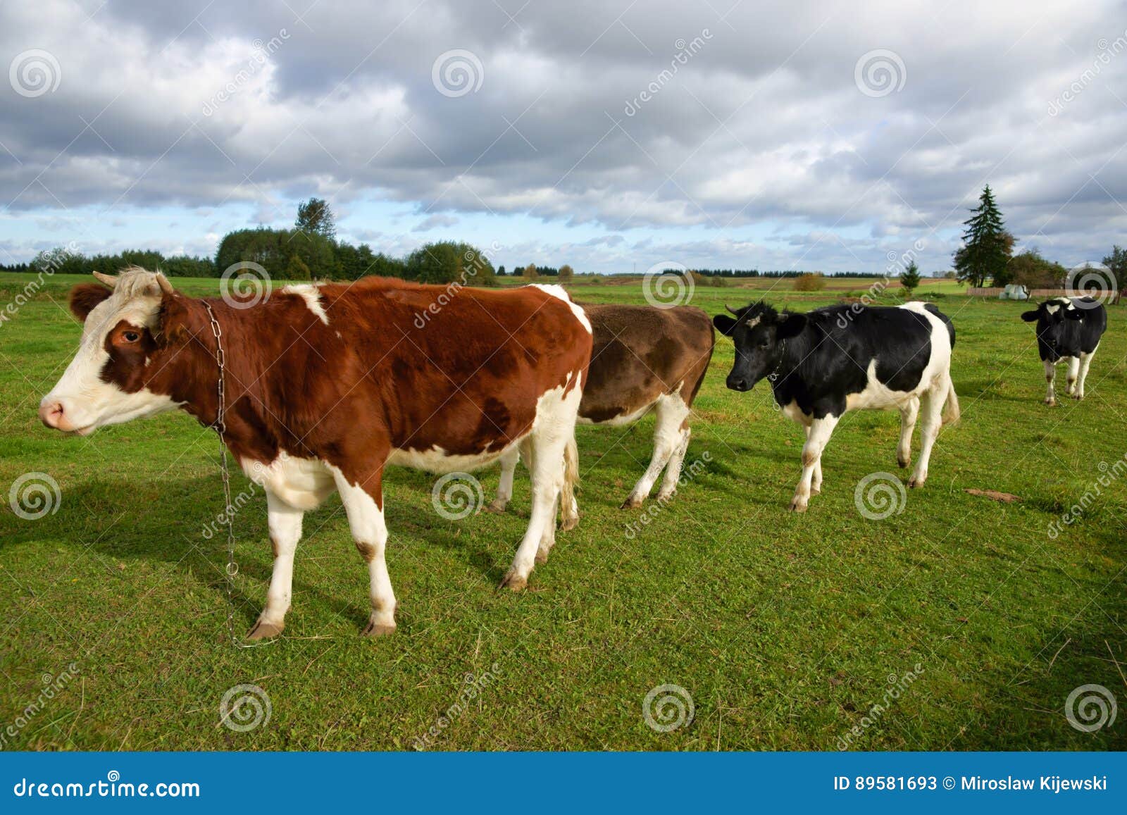 Cows, Four Cows on Pasture and in Different Colors Stock Image - Image ...