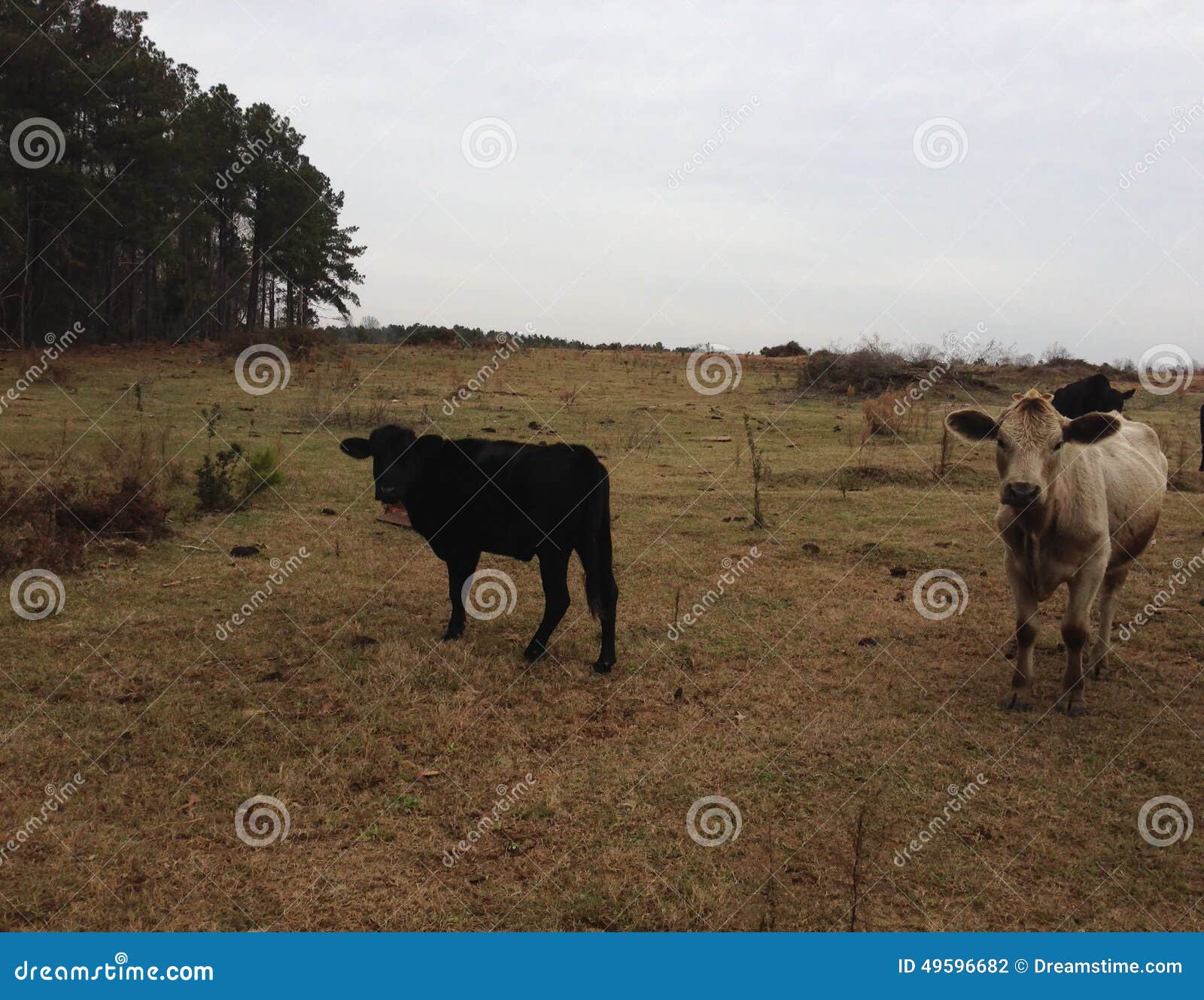 Cows stock photo. Image of farm, cows, noise, wildlife - 49596682