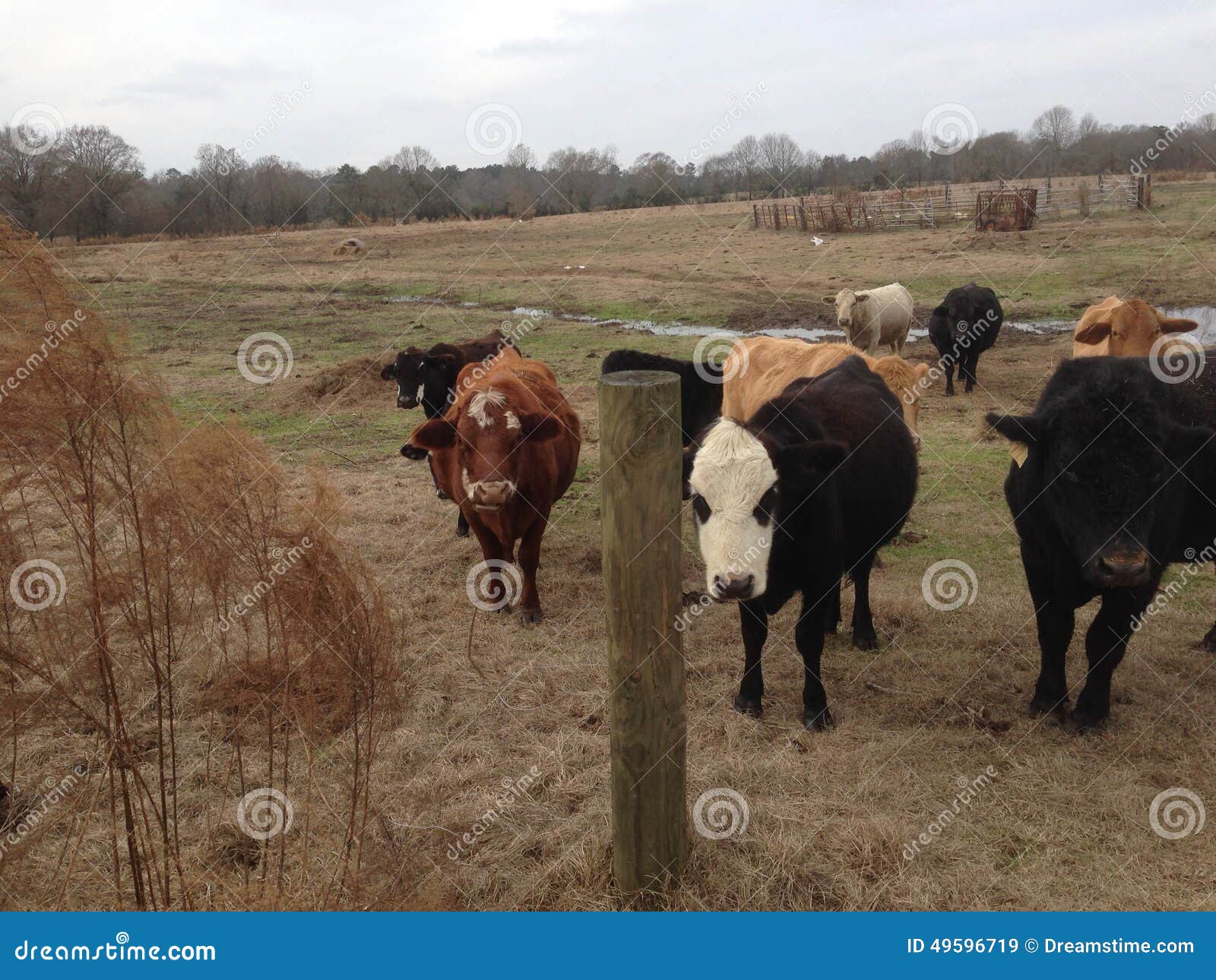 Cows stock image. Image of calf, landscape, livestock - 49596719
