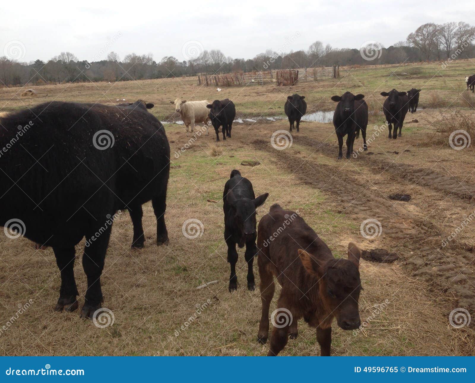 Cows stock image. Image of grassland, herd, calf, ranch - 49596765