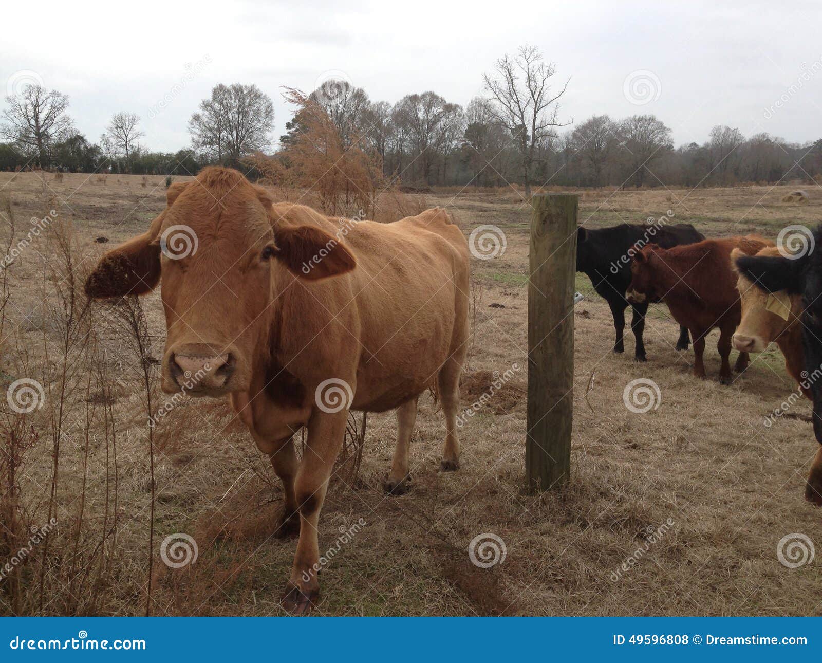 Cows stock photo. Image of farm, ecoregion, grassland - 49596808