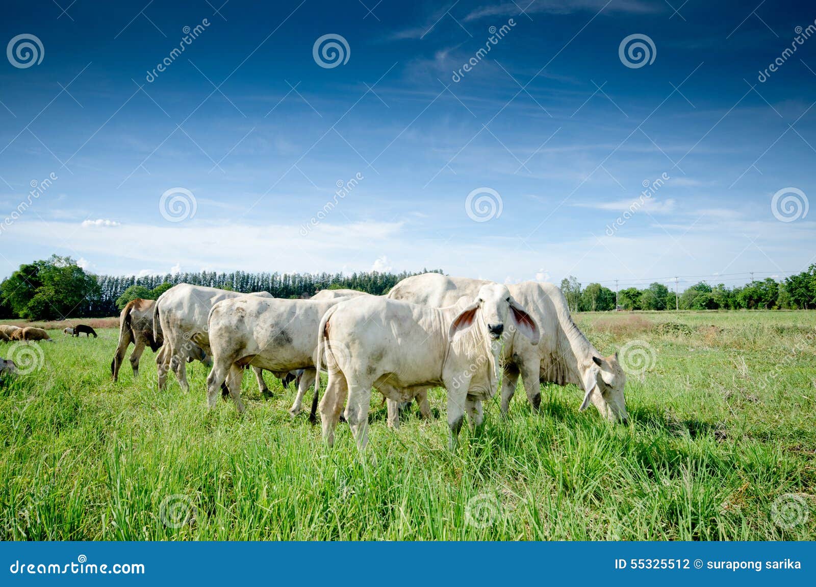 Cows in fram stock photo. Image of view, field, farn - 55325512