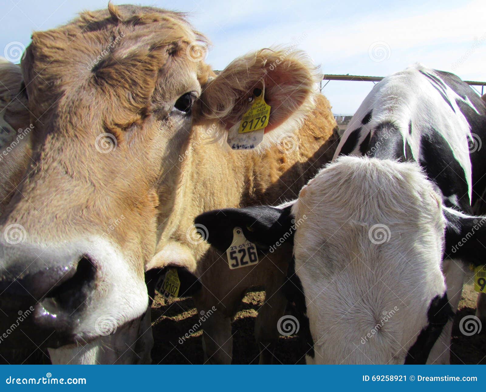 Cows stock image. Image of milk, frendly, barn, cattle - 69258921