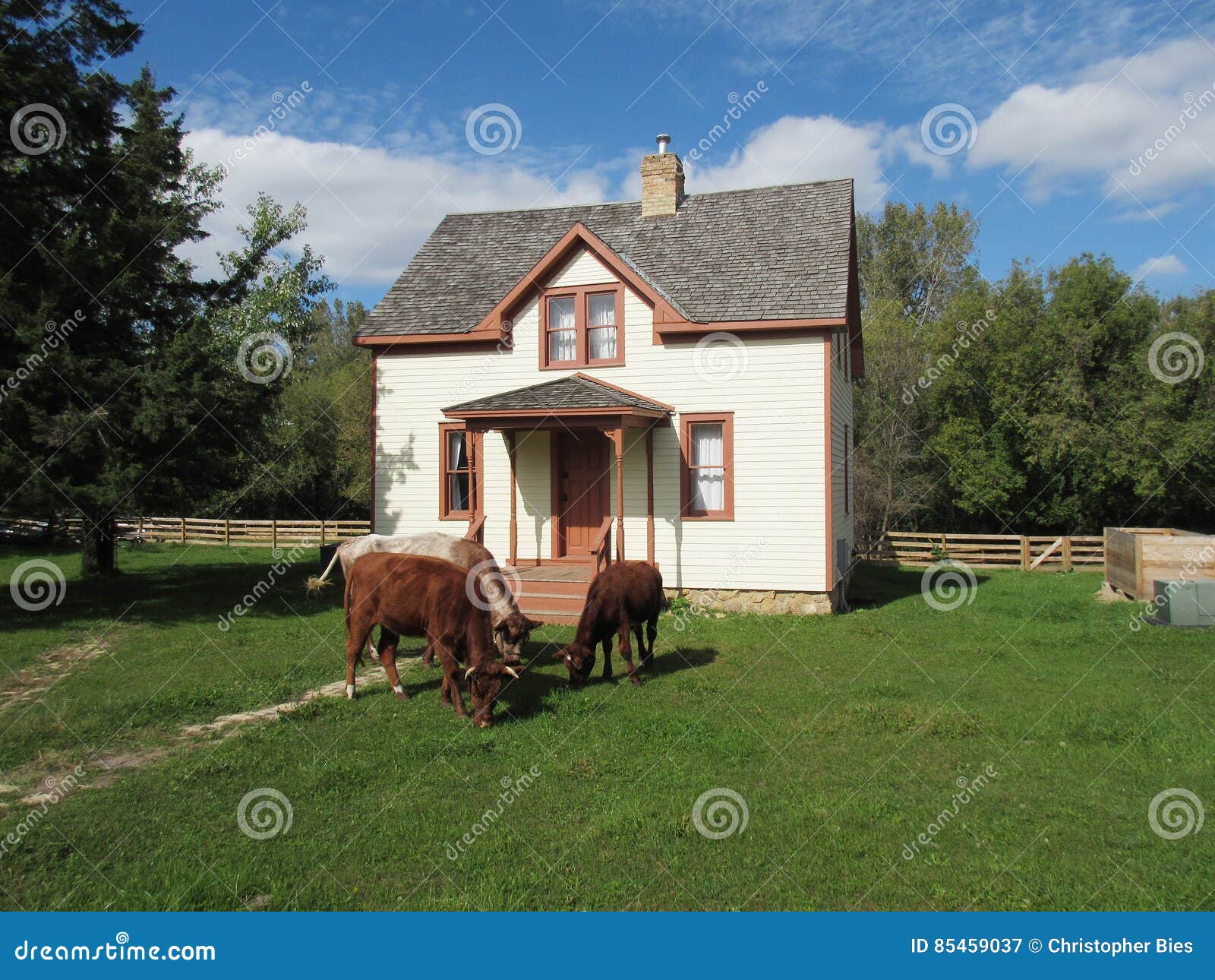 Cows in Front of a House stock image. Image of white - 85459037