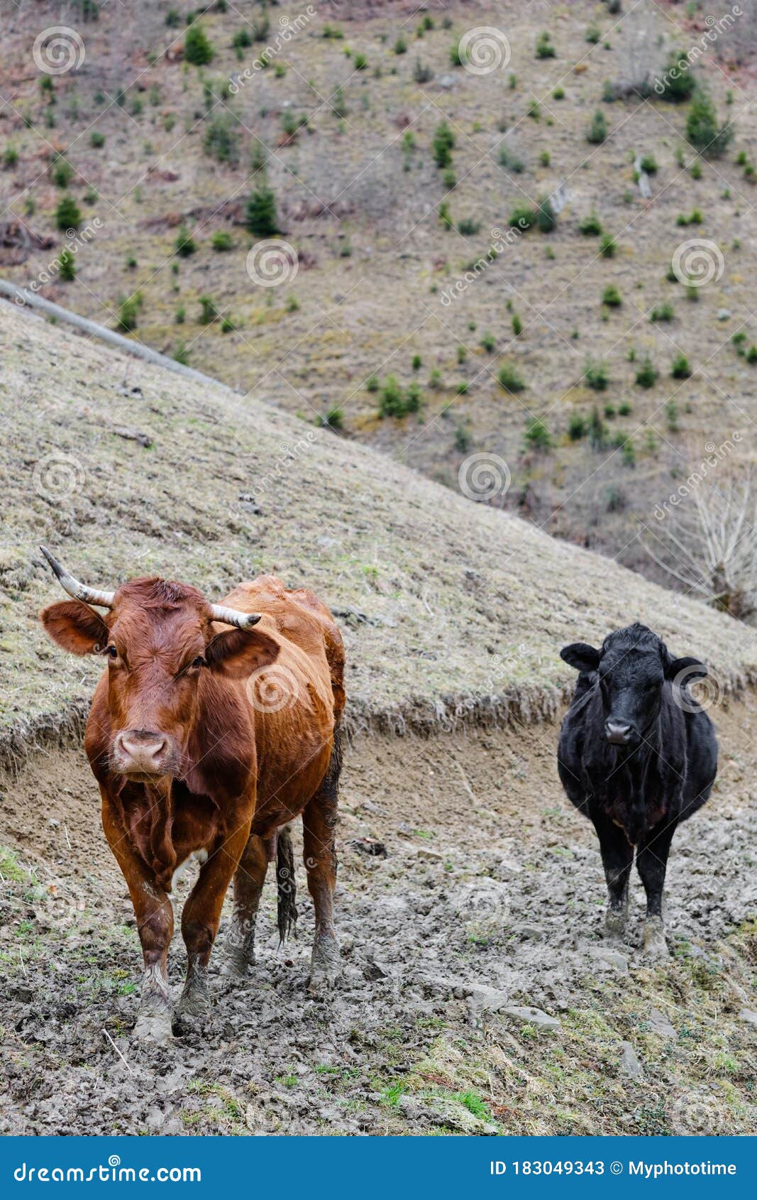Cows in Front of Spring Mountain Landscape Stock Image - Image of ...