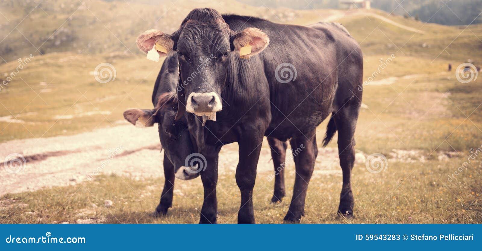Cows Front View stock image. Image of grazing, couple - 59543283
