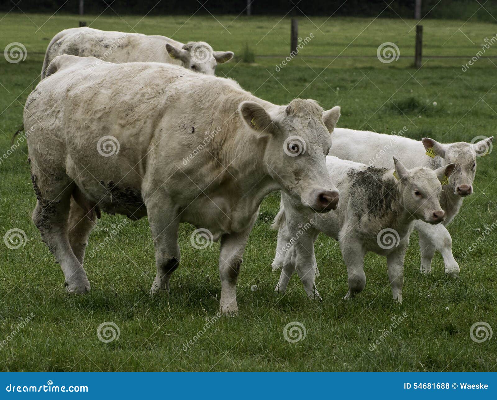 Cows stock photo. Image of germany, nature, livestock - 54681688