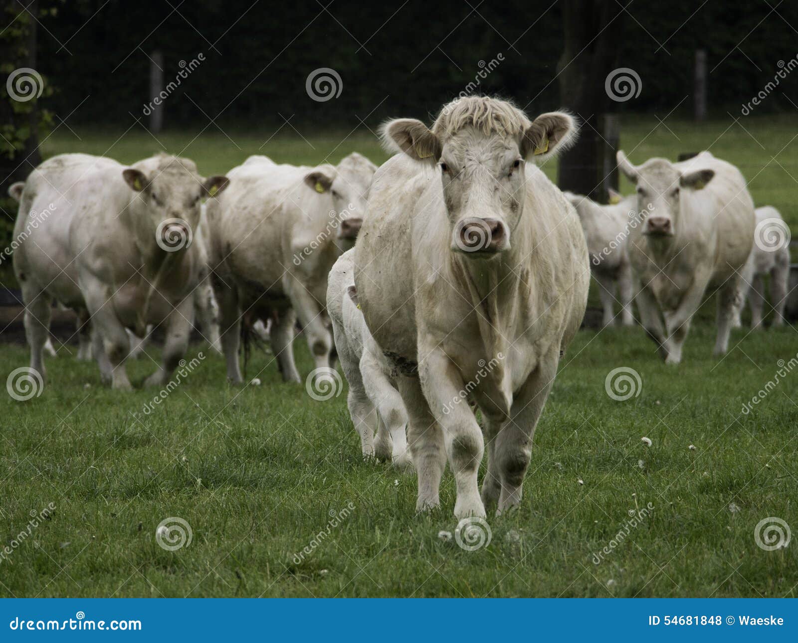 Cows stock photo. Image of livestock, green, grass, germany - 54681848