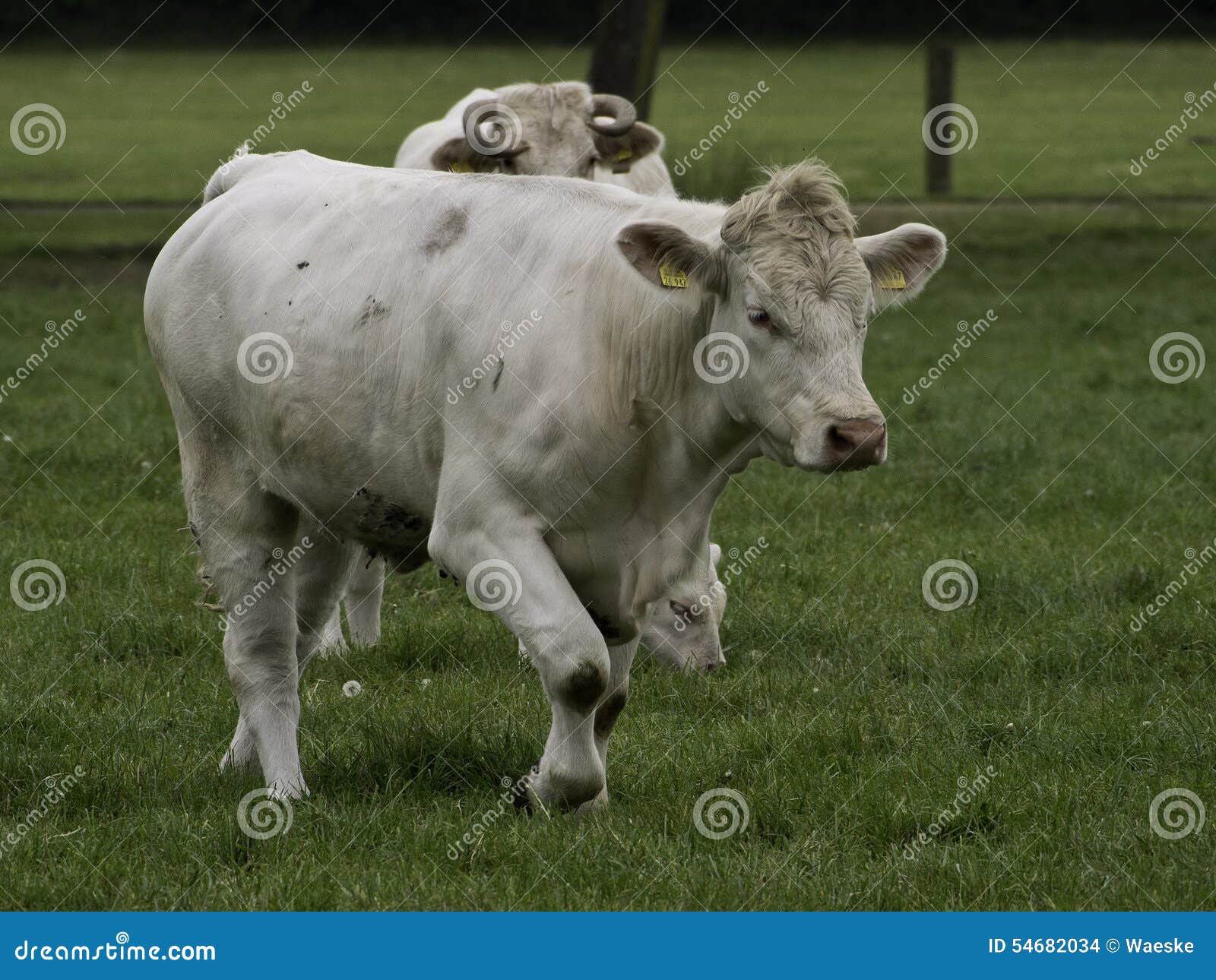 Cows stock photo. Image of calf, livestock, germany, snout - 54682034