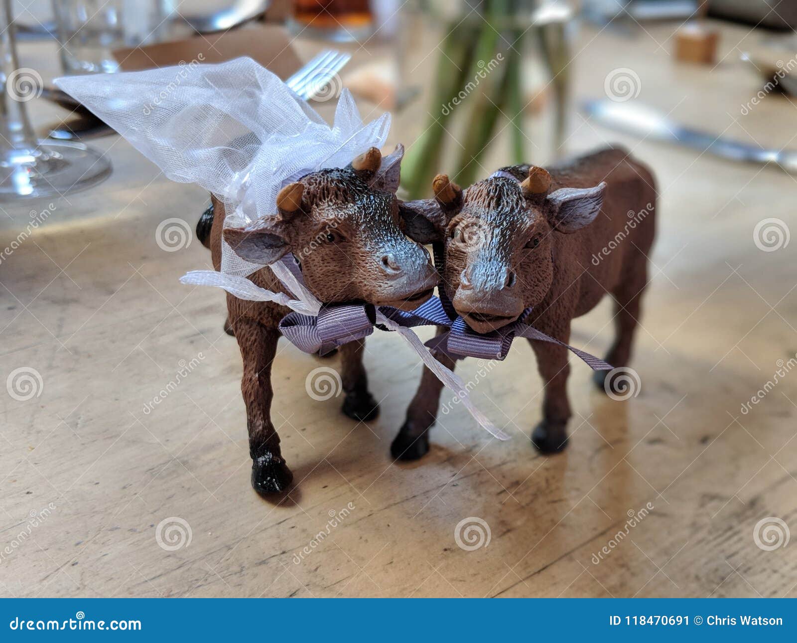Cows getting married stock image. Image of cattle, wedding - 118470691