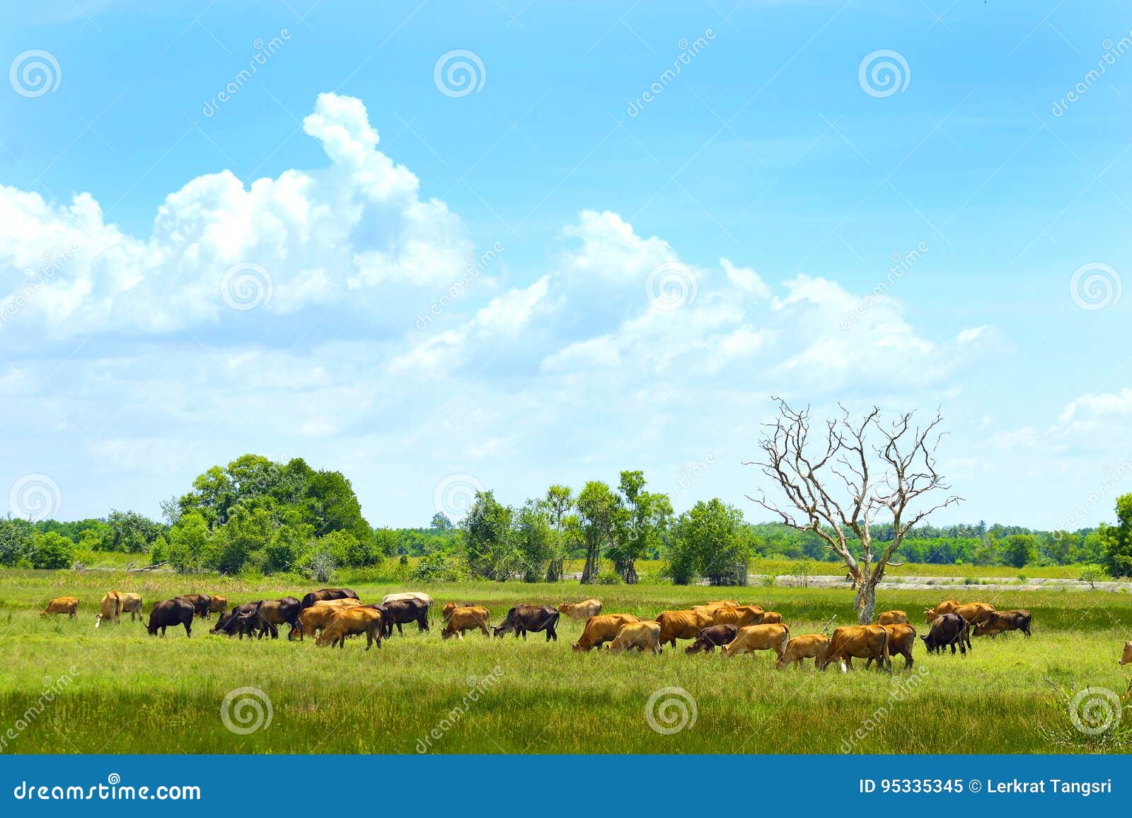 Cows Go To Have Their Lunch Stock Image - Image of meadow, animal: 95335345