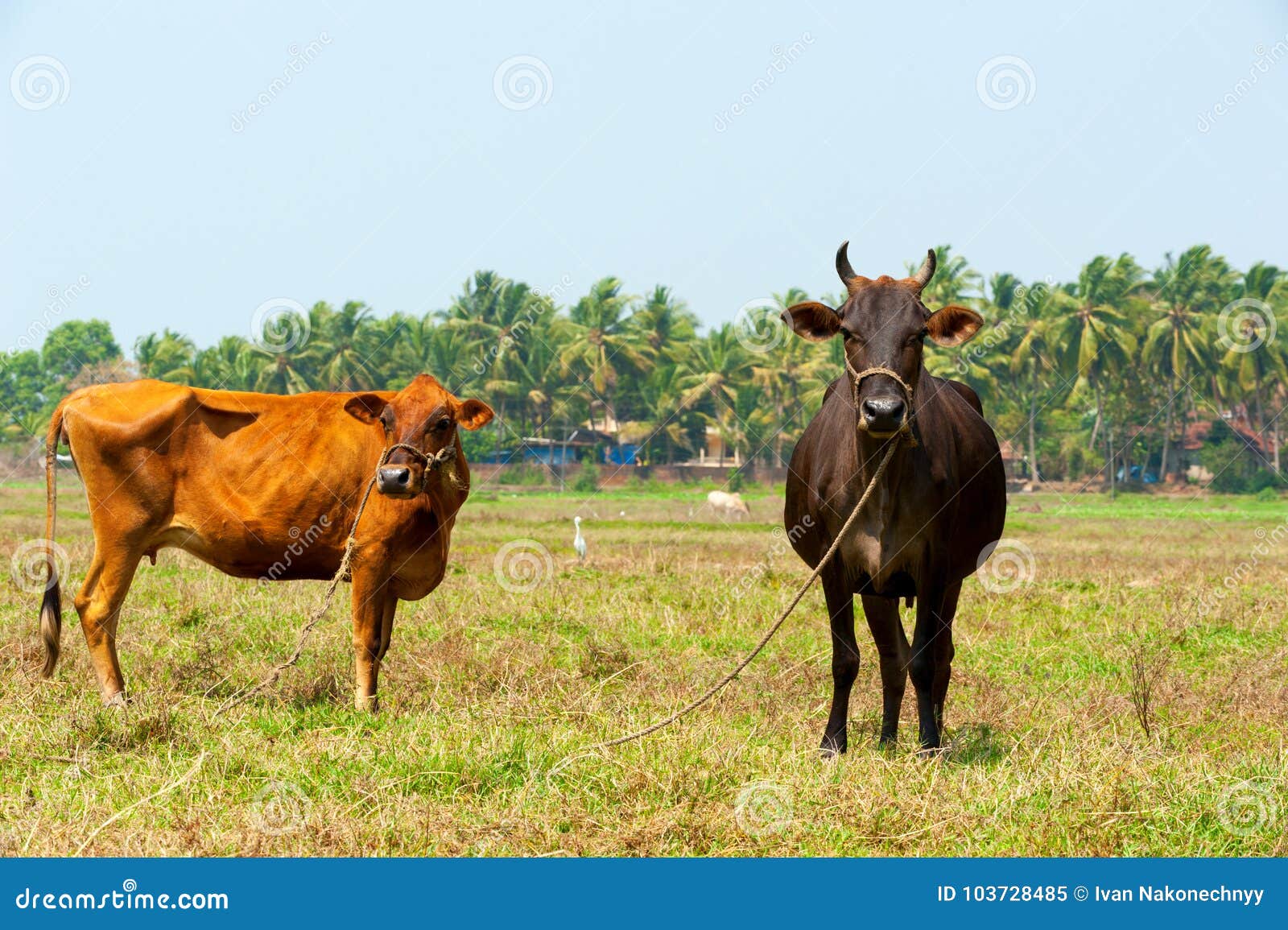 Cows in Goa. stock image. Image of tropical, asia, travel - 103728485