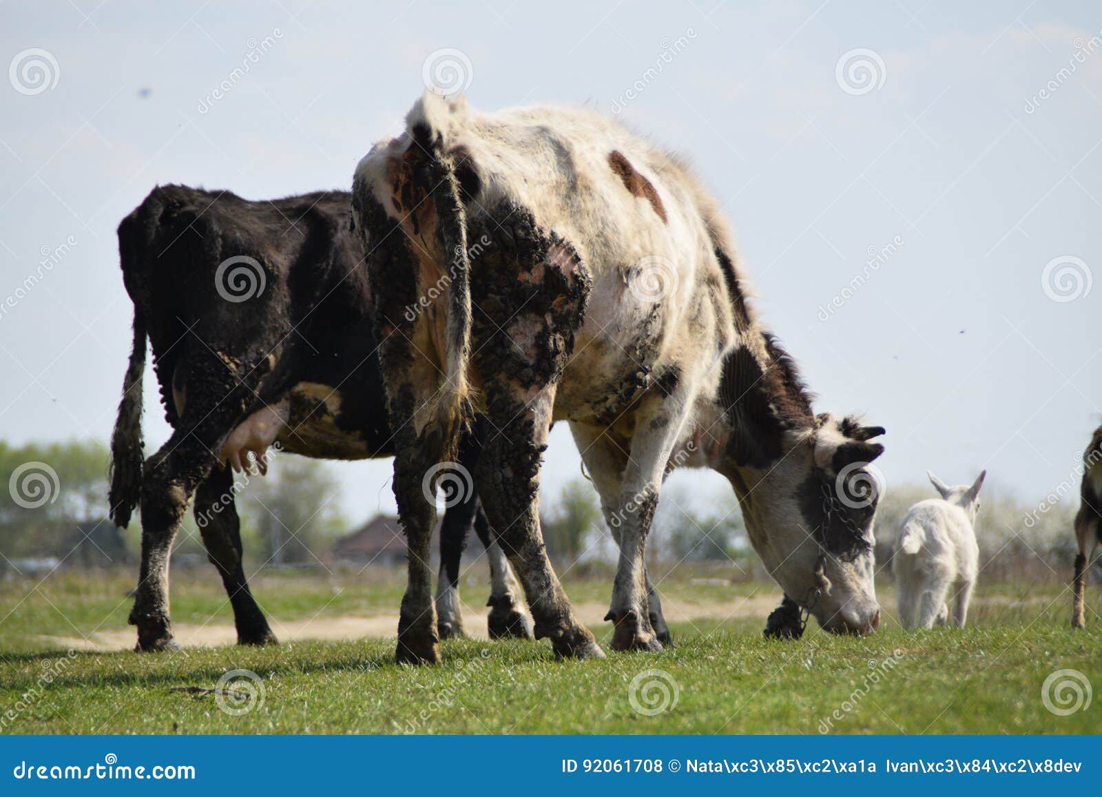 Cows and Goat Grazing Close Up Stock Photo - Image of dirt, cattle ...