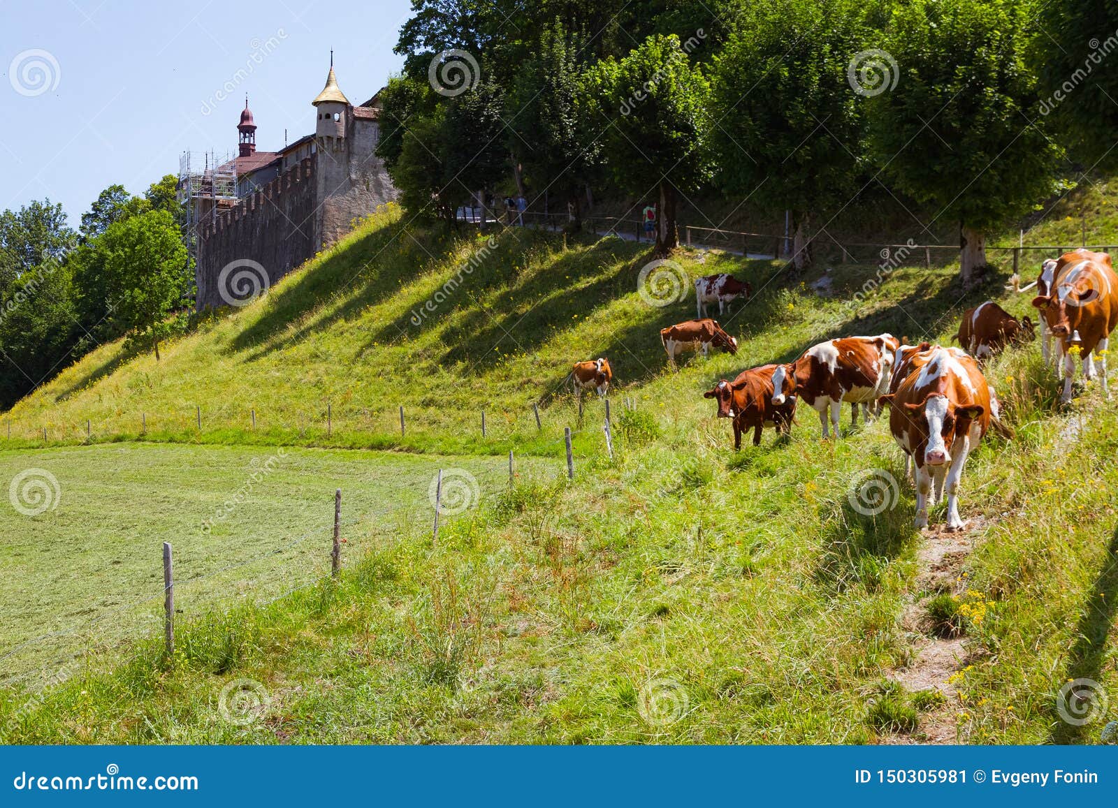 Cows Going Around Gruyere Castle. Stock Image - Image of trees, gruyere ...