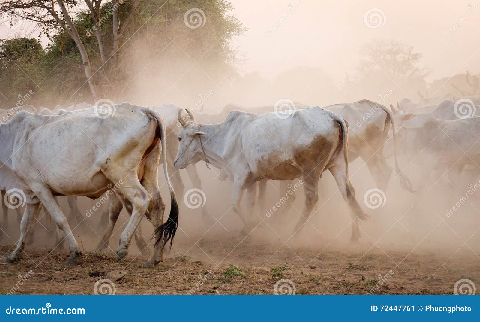 Row Of Cows Going To Be Milked, Tractor Drives Behind Cows Walking ...